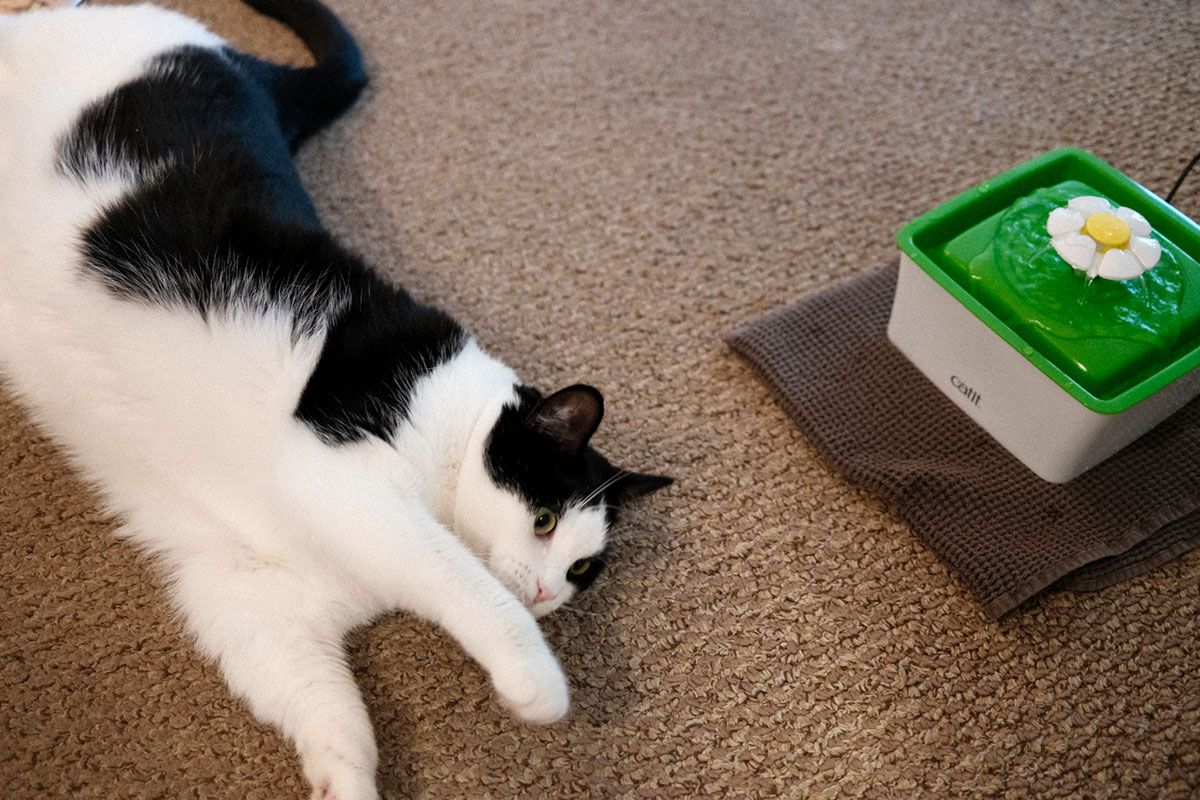 こう見えて、慎重派なあたち。【おちゃめMaruのカナダ生活。 vol.81】 | TRILL【トリル】