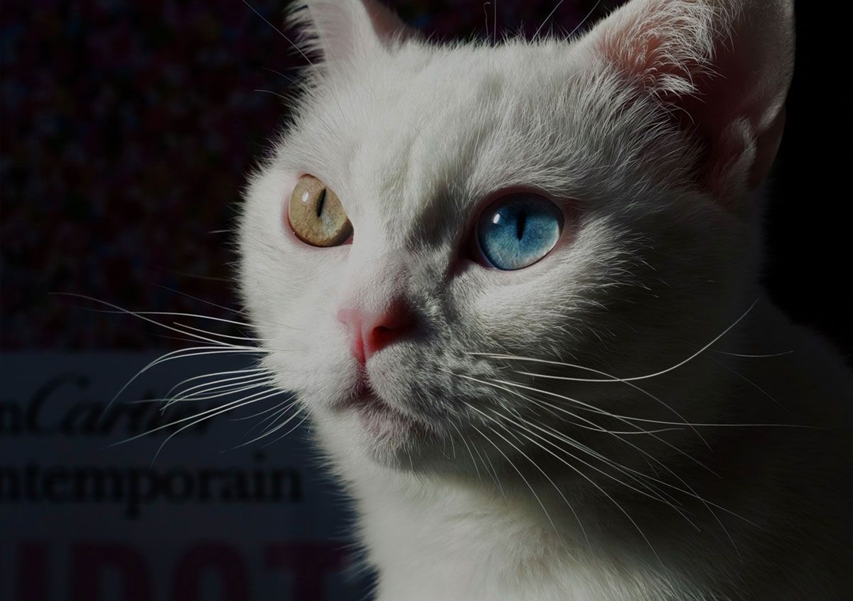 自慢のおめめ、ご覧あれ。【箱入り息子、ペリタロウの部屋。vol.20】 | TRILL【トリル】