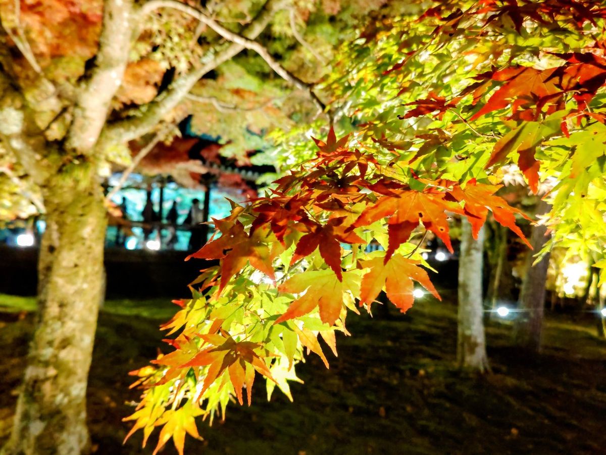 【京都紅葉ライトアップ】夜間特別拝観で紅葉の『東福寺』を堪能！ | TRILL【トリル】
