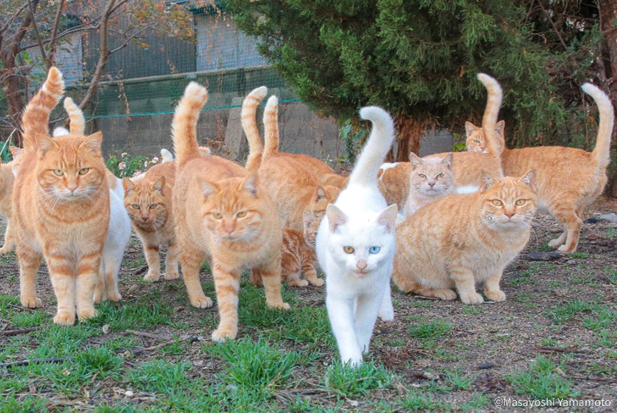 カッコいい1枚！真ん中の白猫の主人公感が半端ない！ | TRILL【トリル】