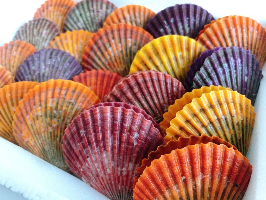 手みがきの極彩色。海の宝石箱は濃密！【愛南ヒオウギ貝】をお取り寄せ | TRILL【トリル】