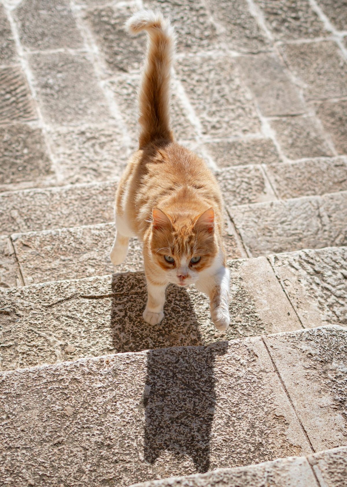 本日の美人猫vol.607 | TRILL【トリル】