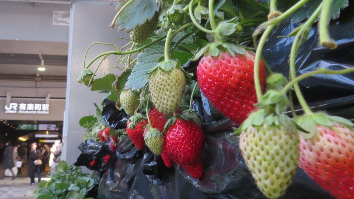 有楽町駅前でいちご狩り 真岡市をPR | TRILL【トリル】