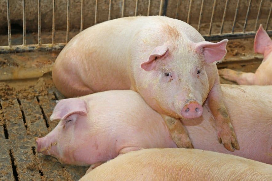 世界初！3Dプリントしたブタのペニスで勃起機能を回復させることに成功 | TRILL【トリル】