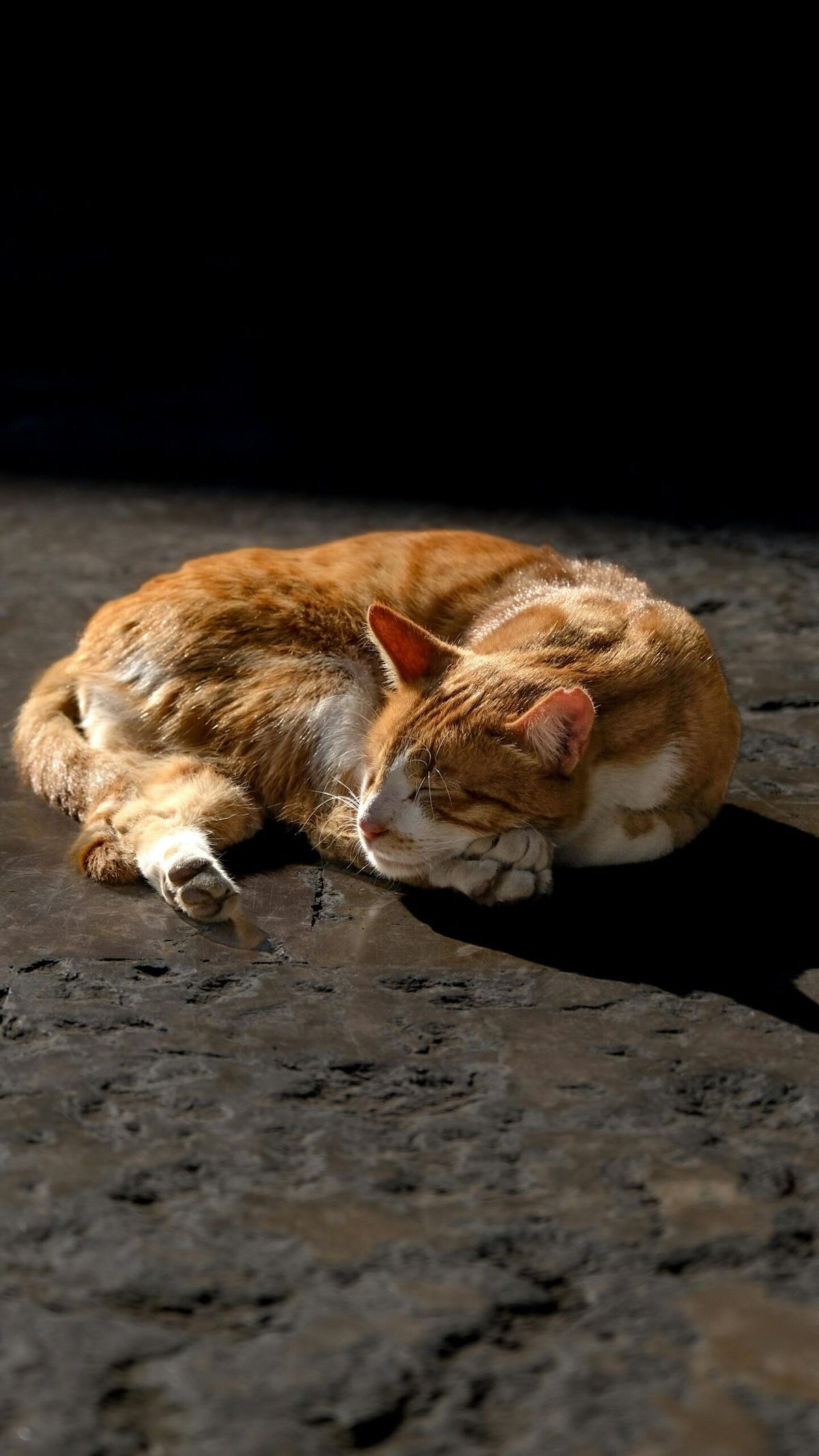 本日の美人猫vol.619 | TRILL【トリル】