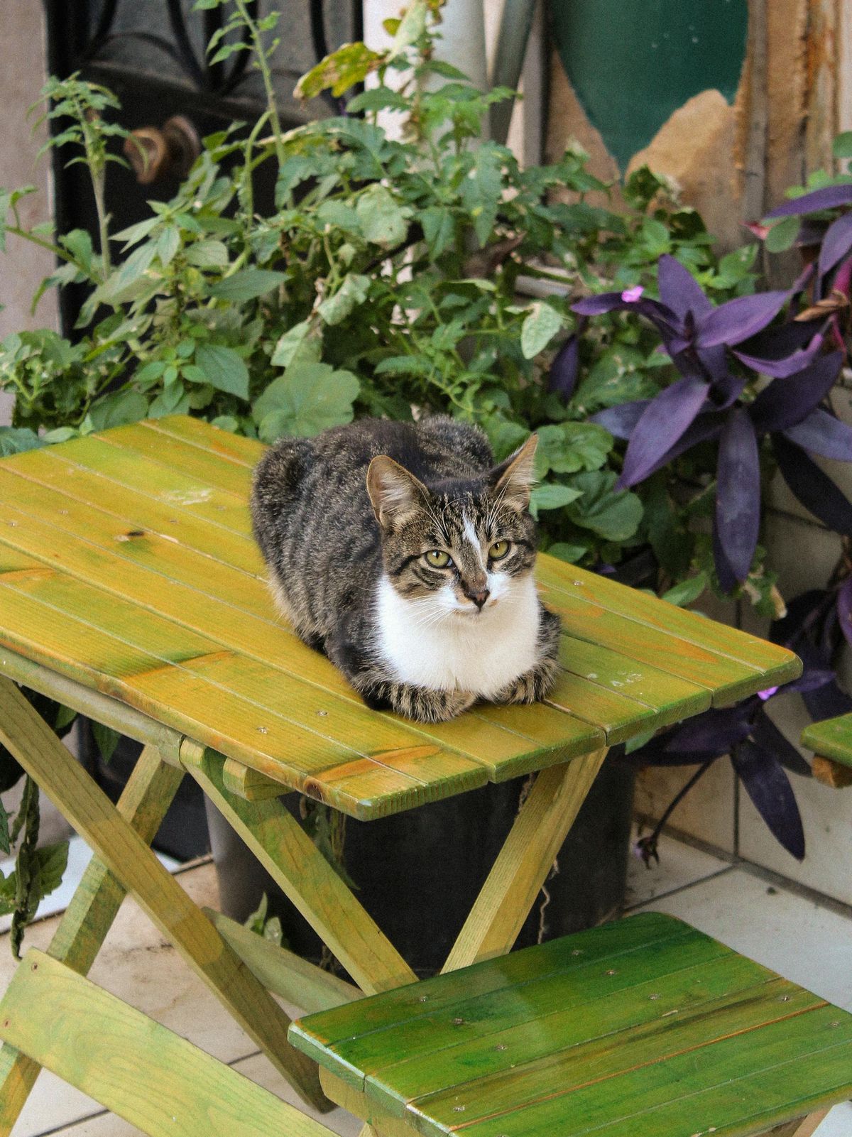 本日の美人猫vol.620 | TRILL【トリル】