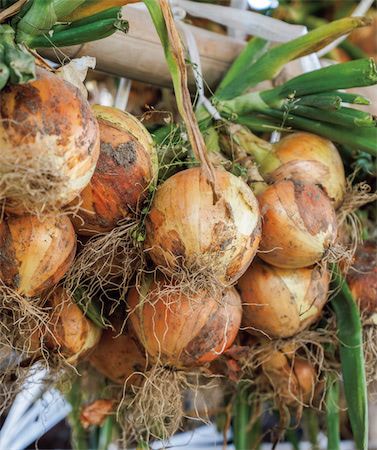 【田園日記～農と人の物語～ Vol.12】百年かけて築いたブランド「淡路島たまねぎ」 | TRILL【トリル】