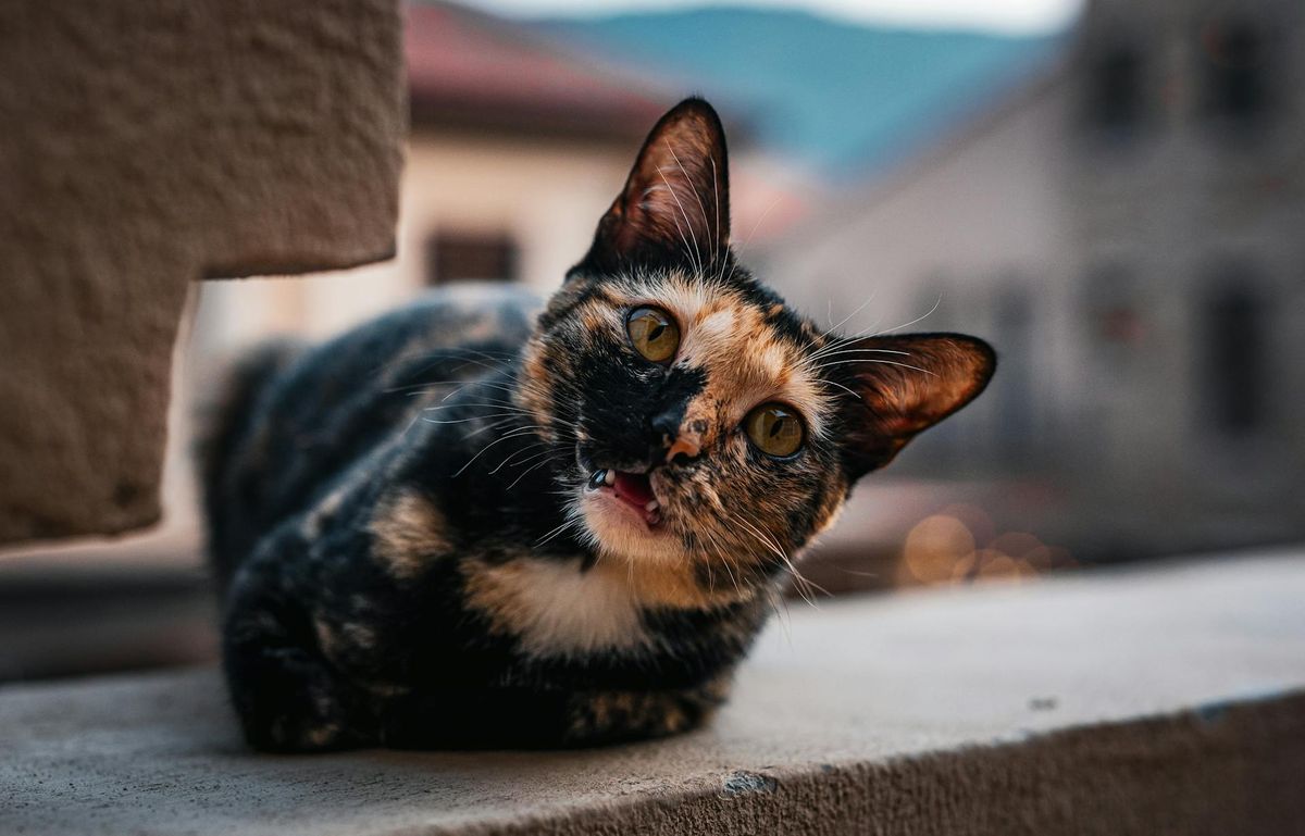 本日の美人猫vol.627 | TRILL【トリル】