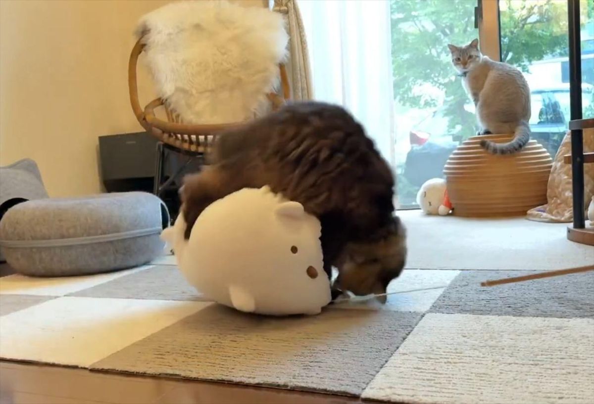 見事なでんぐり返しを披露したネコに反響「上手～上手～元気ハツラツ～」「拍手喝采もの」 | TRILL【トリル】