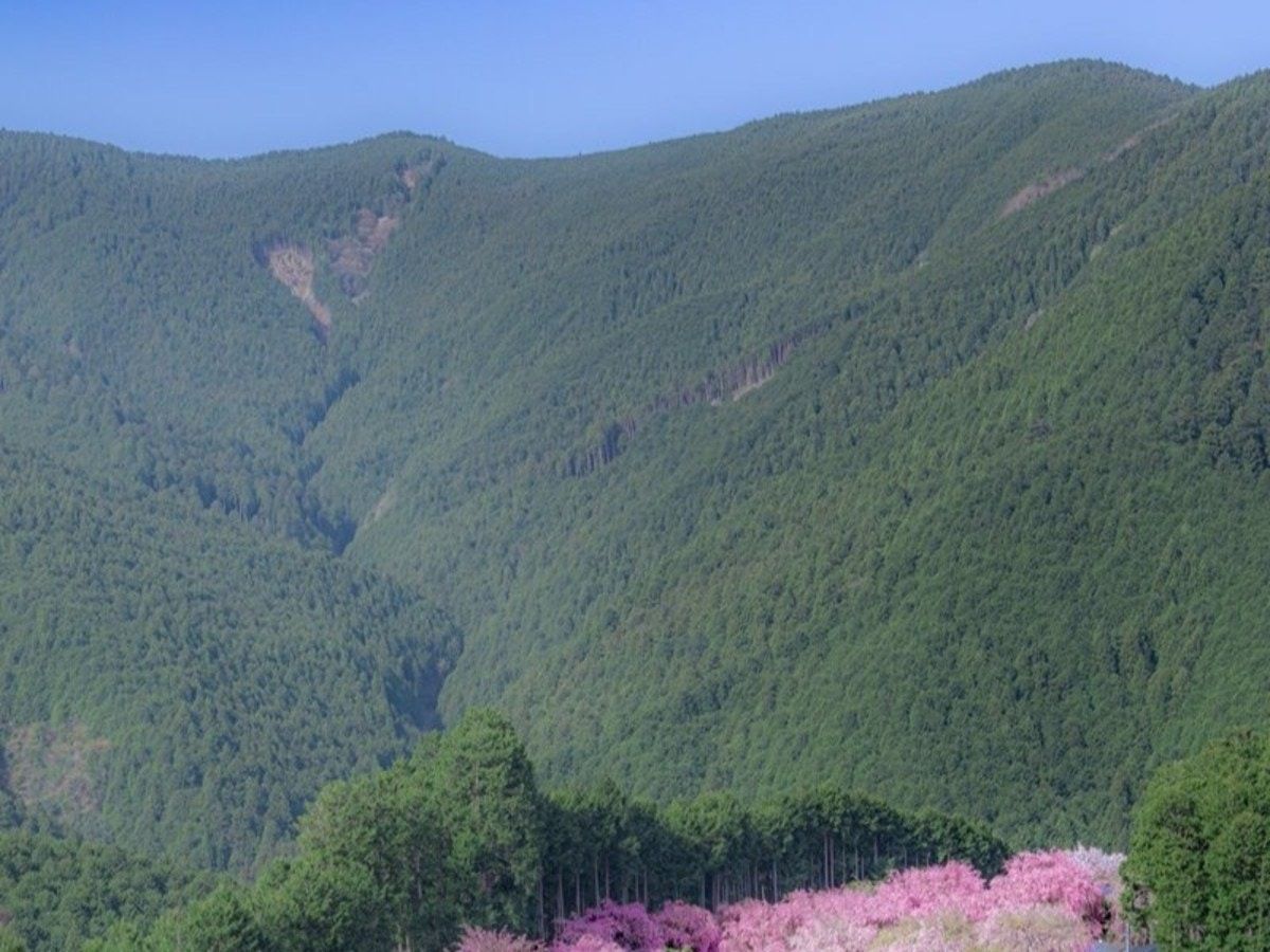 秘境感がすごい！奈良の山奥で見つけた1000本のしだれ桜に4.6万いいね「ロマンがある」「素敵な場所」 | TRILL【トリル】