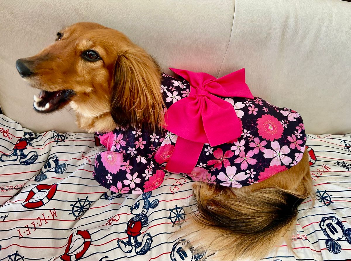 中邨雄二アナ 我が家のわんこも、浴衣の季節（ABCテレビ） | TRILL【トリル】