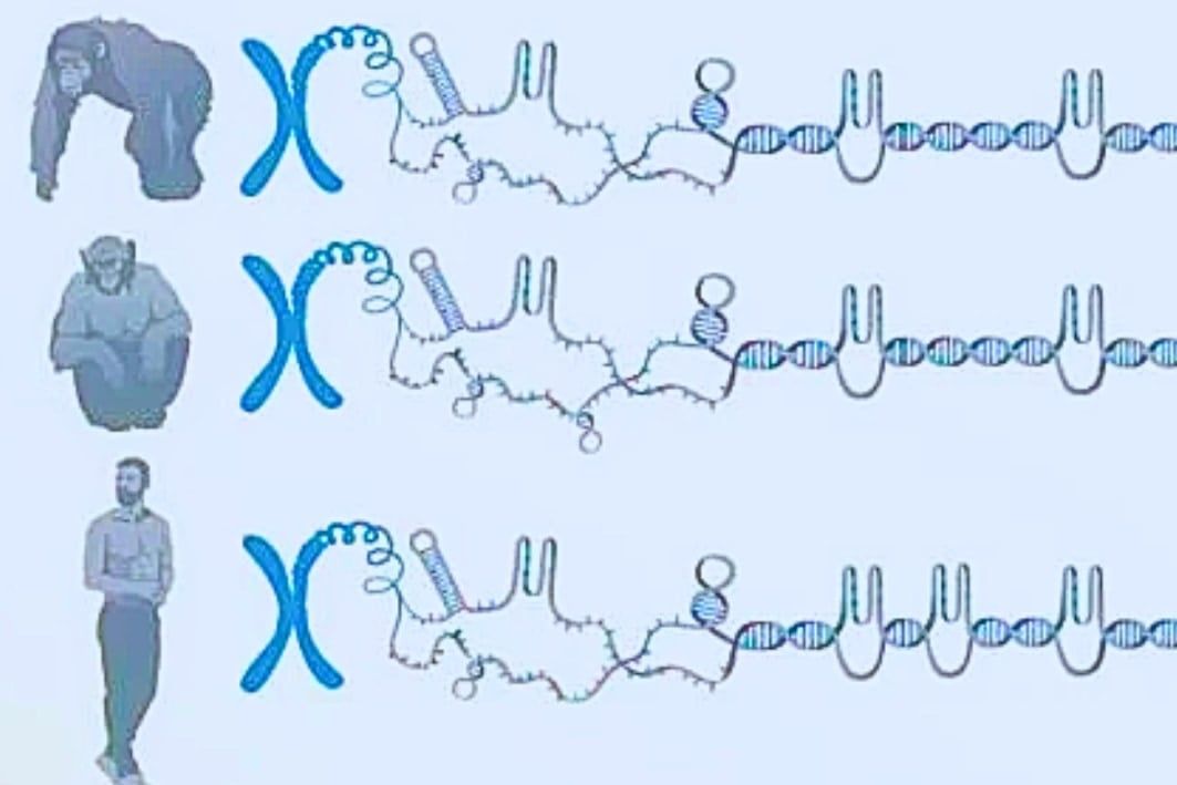 類人猿ゲノムに新DNA構造を発見 | TRILL【トリル】
