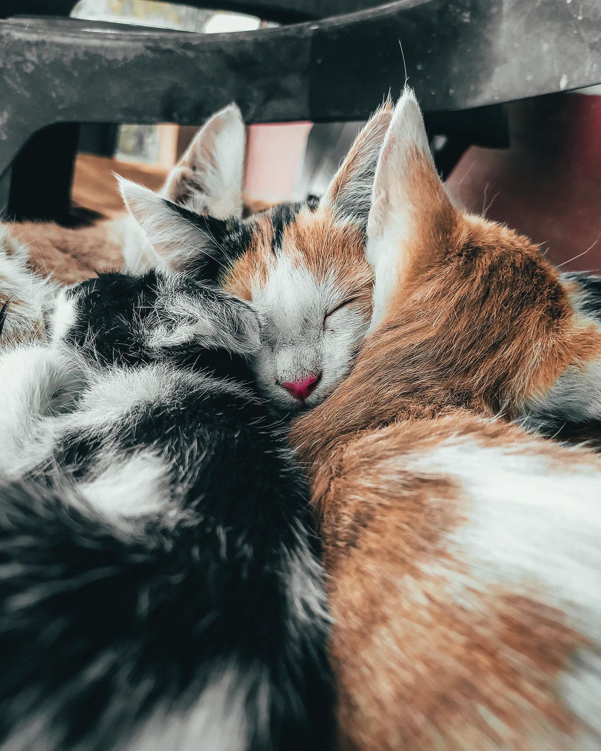 本日の美人猫vol.629 | TRILL【トリル】