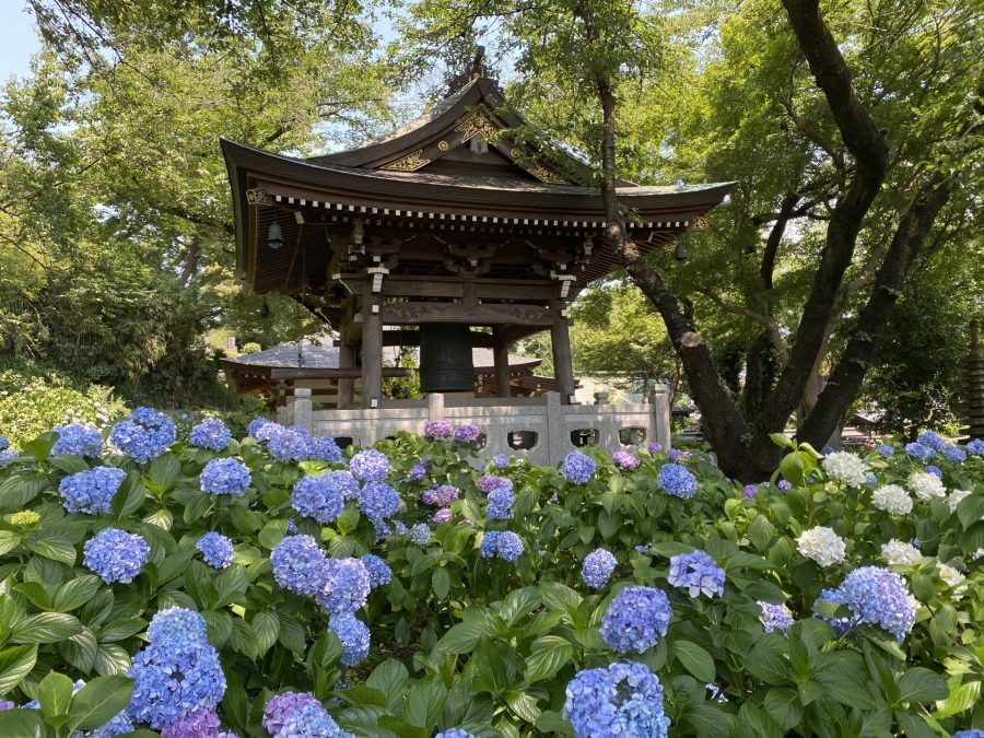 川崎市・多摩区にある、「あじさい寺」としても親しまれるお寺は？ | TRILL【トリル】