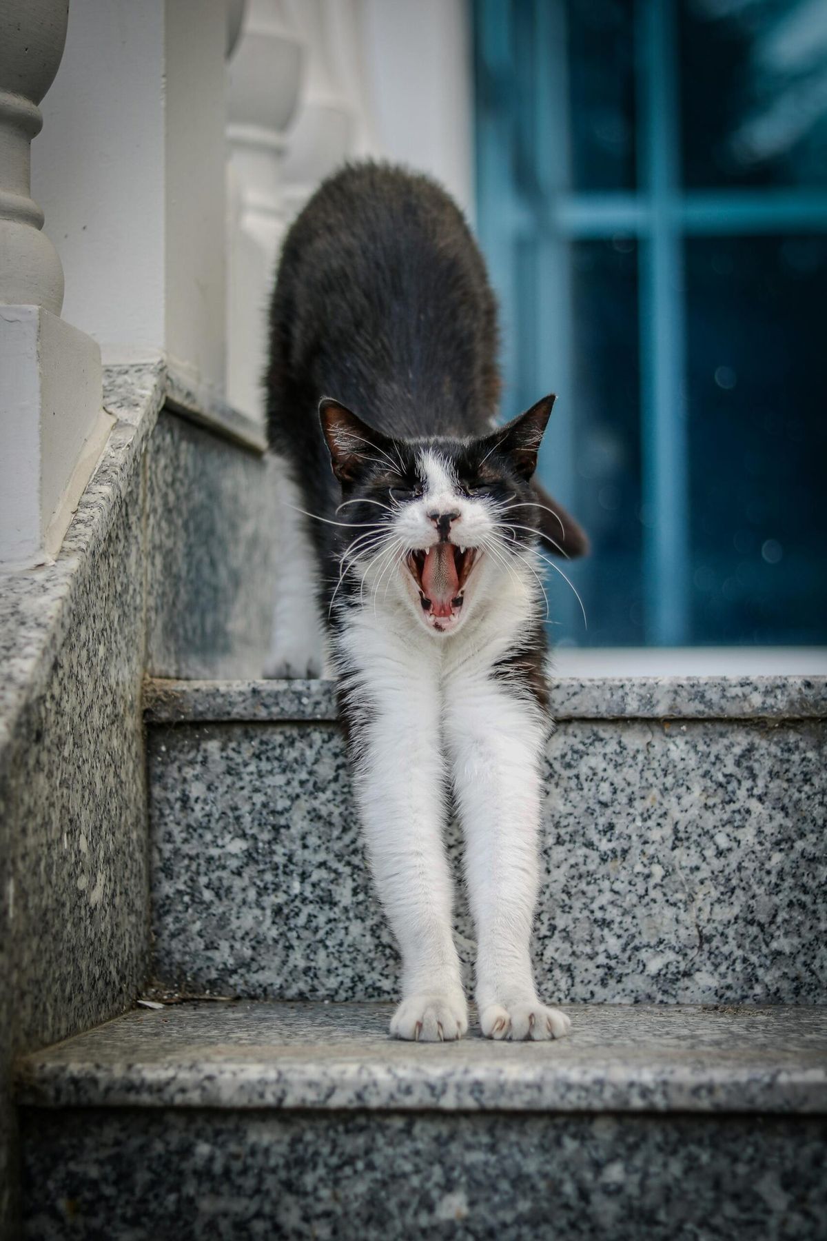 本日の美人猫vol.632 | TRILL【トリル】