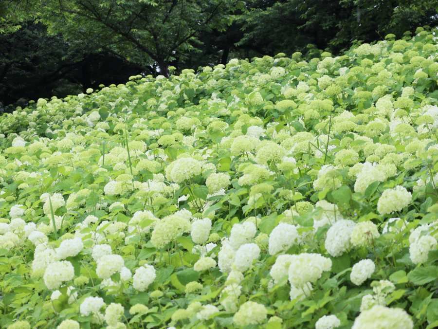 100種類10000株！幸手 権現堂公園 あじさいまつりが始まったよ！見頃はいつ？ | TRILL【トリル】