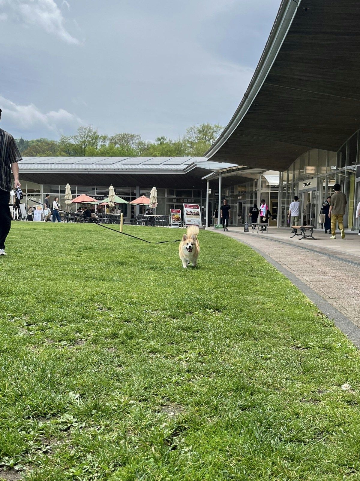 すれ違う人たちから100回の「かわいい」愛犬の写真に3.3万いいね「かわいいもん」「わたしもすれ違いたい」 | TRILL【トリル】