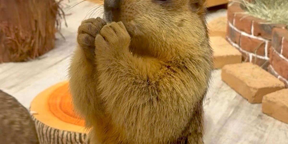 【SNSで話題】日本初のマーモット専門カフェがオープン！むちっとフォルムとのんびり空間に癒されてみた | TRILL【トリル】