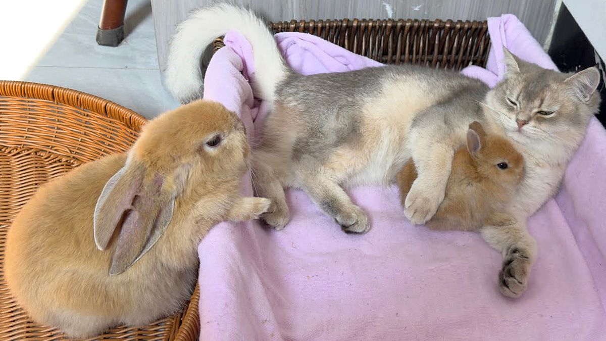 子猫に子ウサギを紹介した兄ウサギ。どうやら子猫は子ウサギの方を選んだようで… (^_^；) | TRILL【トリル】