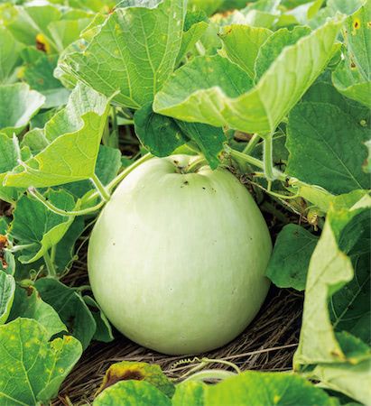 【田園日記～農と人の物語～ Vol.17】四百年の歴史を持つ‟水口かんぴょう”の原料「ユウガオ」 | TRILL【トリル】