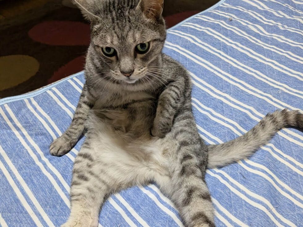 四次元ポケットから何か出てきそう！お腹に手をしまい込んだ猫ちゃんの奇抜なポーズに3.7万いいねの熱視線 | TRILL【トリル】