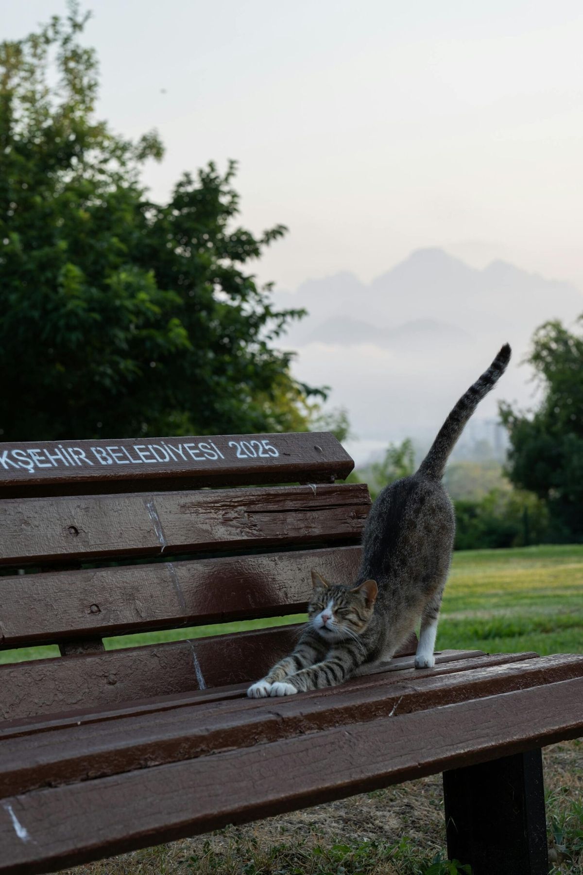 本日の美人猫vol.636 | TRILL【トリル】