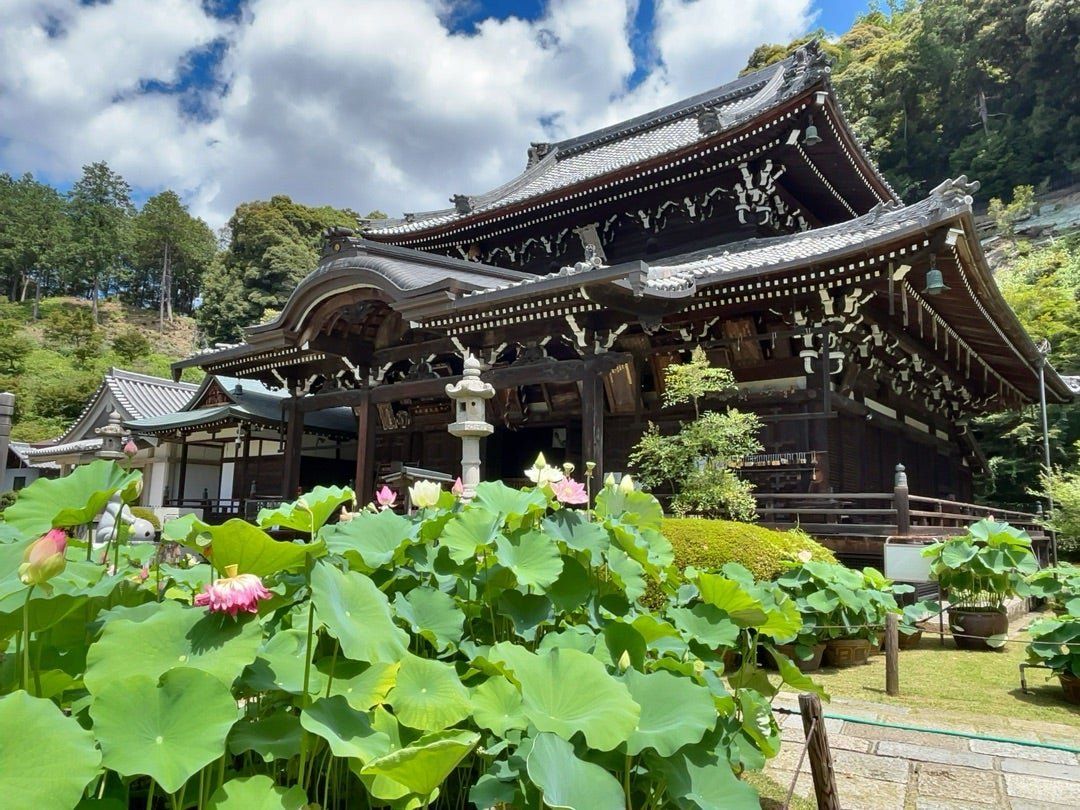 【京都花の寺2025】主役は紫陽花から蓮花へ☆100種の蓮が満たす極楽浄土「三室戸寺」 | TRILL【トリル】