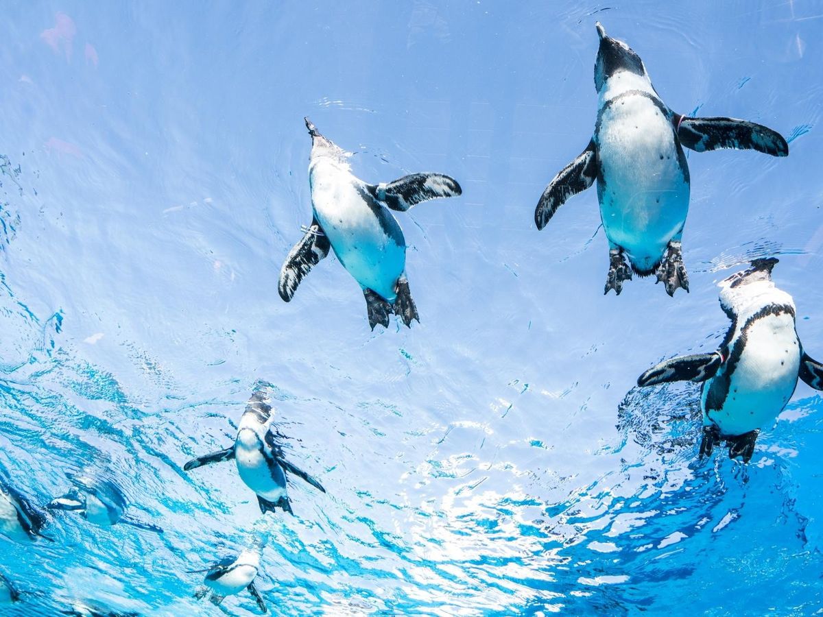 「夏に行きたい東京都の避暑観光地」ランキング！2位「サンシャイン水族館」、1位は？【2025年調査】 | TRILL【トリル】