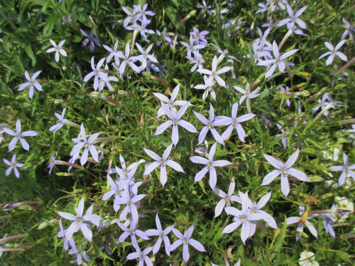 7月15日の花とは？【366日の誕生花と幸せの花言葉】 | TRILL【トリル】