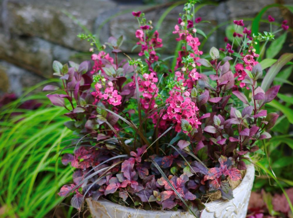 プロが解説！ 暑さに強くて手間いらずのアンゲロニアで彩る、夏の寄せ植えアイデア集 | TRILL【トリル】