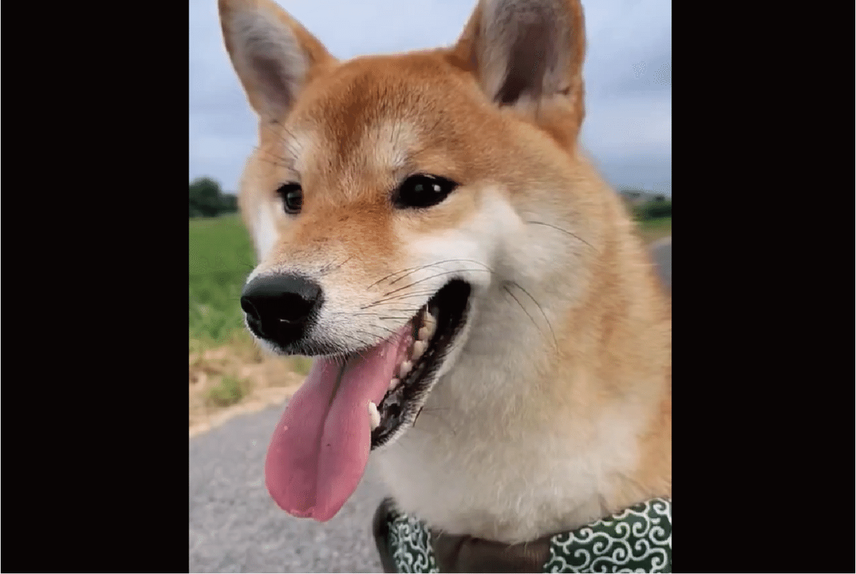 期待して待っていたけれど・・。遠くに人影が見えたのでナデナデしてもらえるかなと待機する柴犬に反響「表情めちゃ出ますね〜」「残念だったね・・」 | TRILL【トリル】