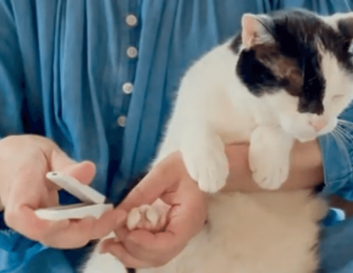 爪切りは、サロン気分？【〈LOISIR〉デザイナー・前田敬子による、保護猫・えいたと暮らす日常。 vol.80】 | TRILL【トリル】