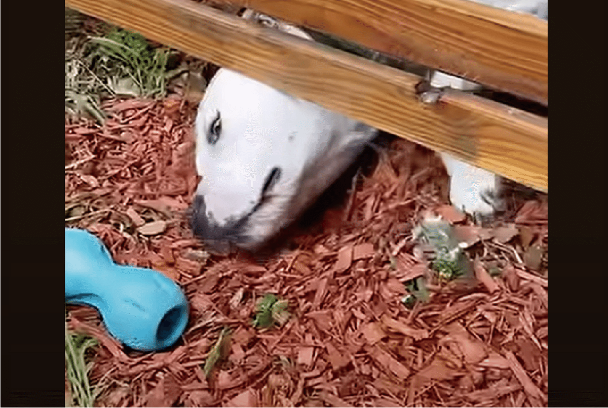 オモチャを取ろうと一生懸命だけど・・！もっと簡単に取れるよ！！【アメリカ・動画】 | TRILL【トリル】