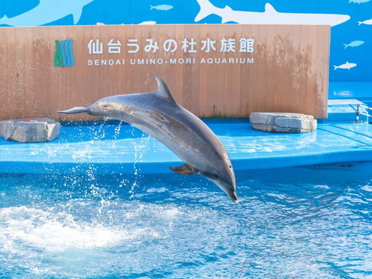 好き＆行ってみたい「東北の水族館」ランキング！ 2位「仙台うみの杜水族館」、1位は？【2025年調査】 | TRILL【トリル】