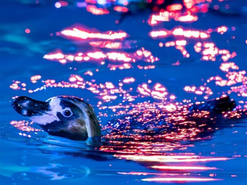 【2025年福岡夏イベント】今年はゾウも！「夜の動植物園」8／2～9／13の土曜 | TRILL【トリル】