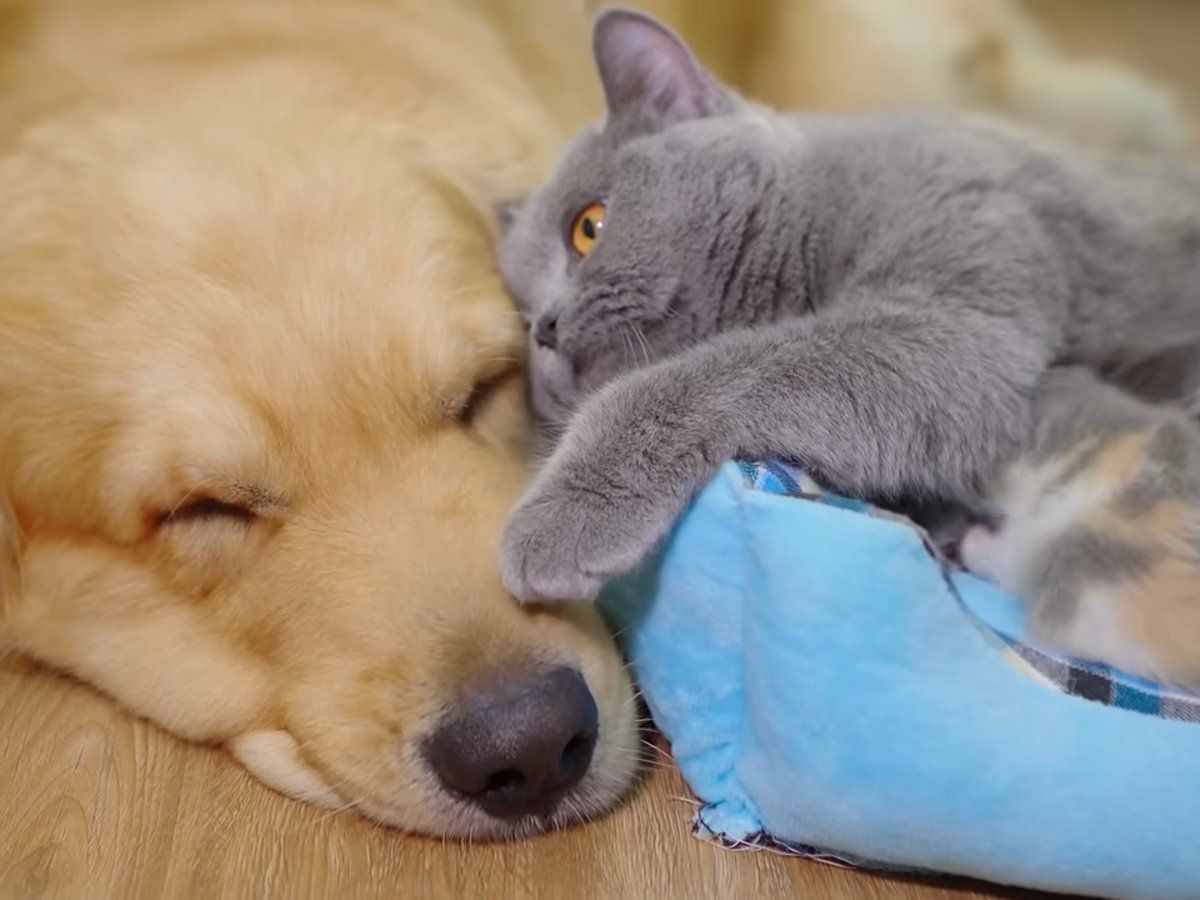 「初めて見た」「すてきだね」深い信頼で結ばれた《母猫＆レトリバー》…子猫を優しく見守る姿に感動 | TRILL【トリル】