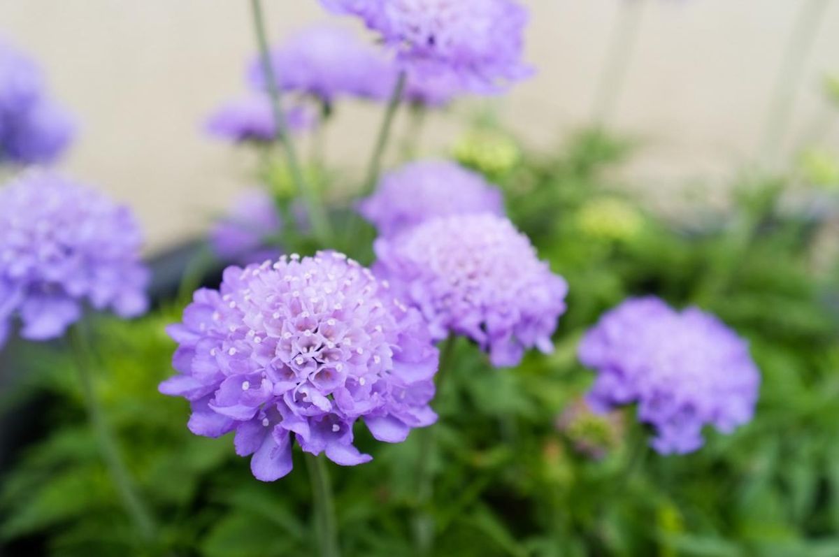 7月30日の花とは？【366日の誕生花と幸せの花言葉】 | TRILL【トリル】