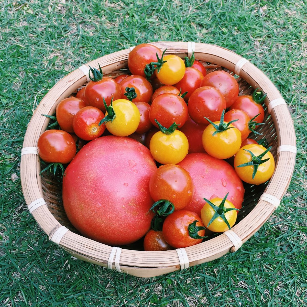 海外の露店で『約20円のトマト』を購入→かけられた《怪しい粉》の正体に「新発想すぎるて」 | TRILL【トリル】