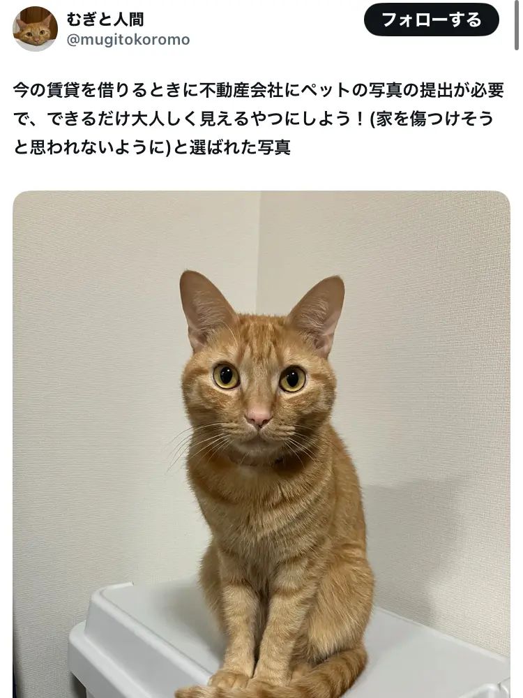 なぜ、この『ただの猫』の写真がSNSで「1000万回」も表示されたのか？不動産屋を唸らせる『信頼度MAX』の表情がこちら | TRILL【トリル】