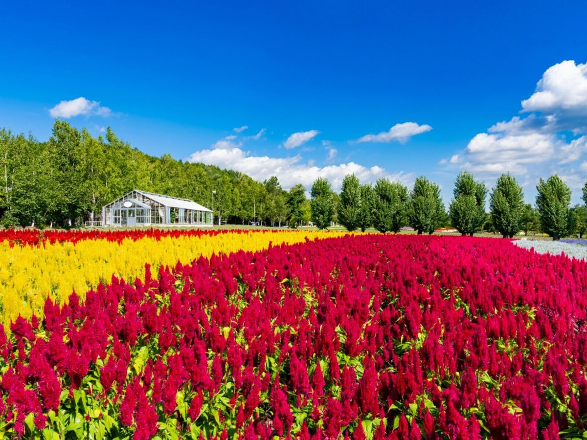 夏に行きたい「北海道の絶景ドライブスポット」ランキング！ 2位「ファーム富田と美瑛の丘」を抑えた1位は？ | TRILL【トリル】