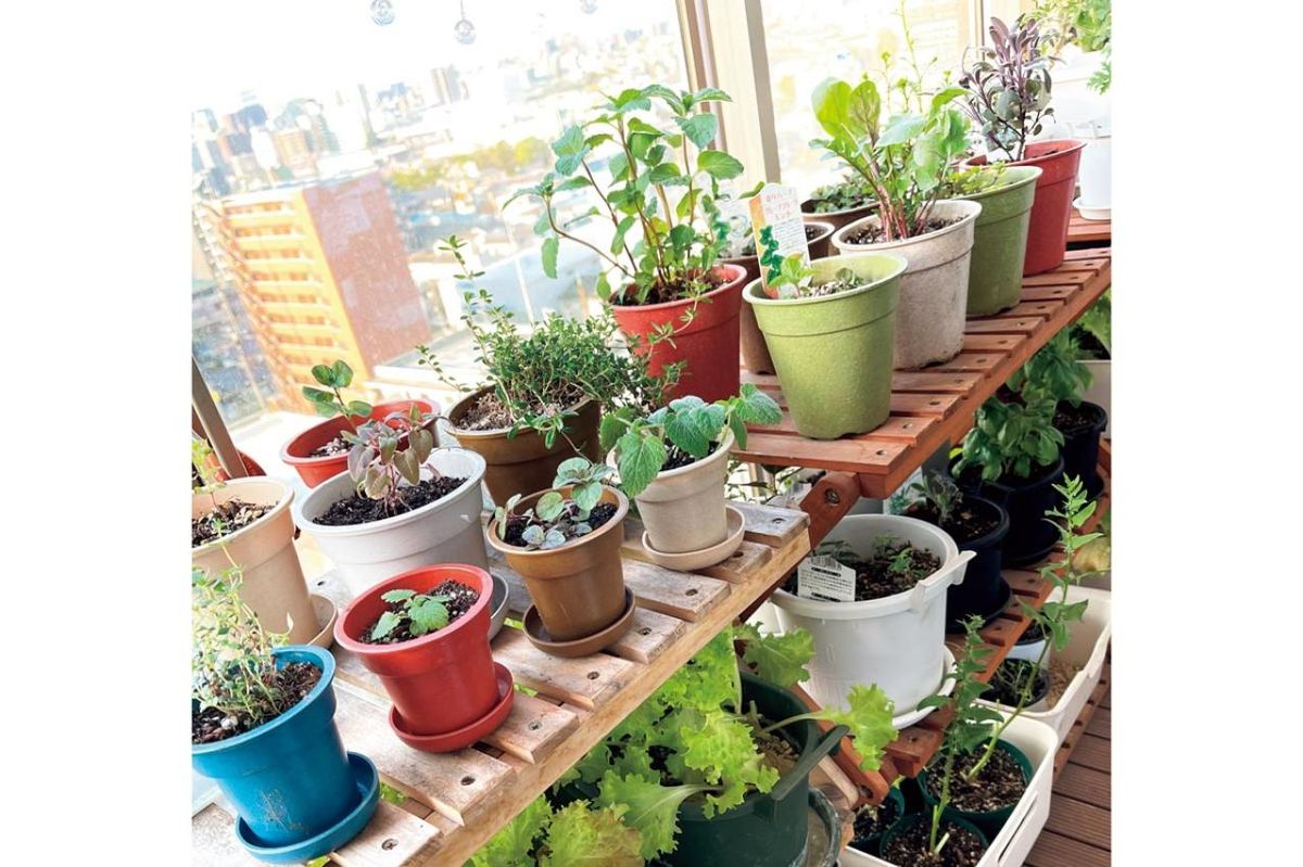 【10㎡のベランダ菜園】40種類以上の野菜とハーブを栽培！「小松菜がワサワサ育つ」小スペース有効活用のコツとは？ | TRILL【トリル】