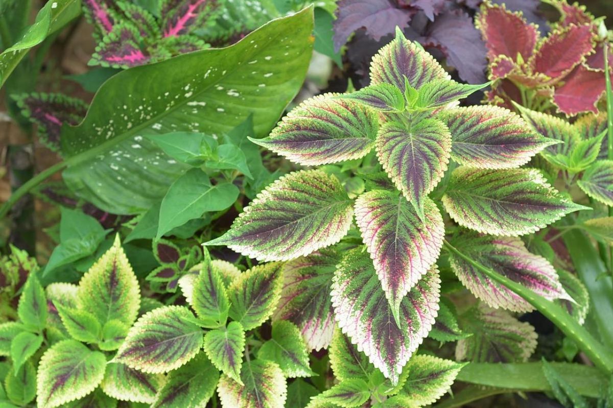 【ガーデニング】ローメンテナンスで楽しむ夏のリーフプランツ[8選]初心者にもおすすめ | TRILL【トリル】