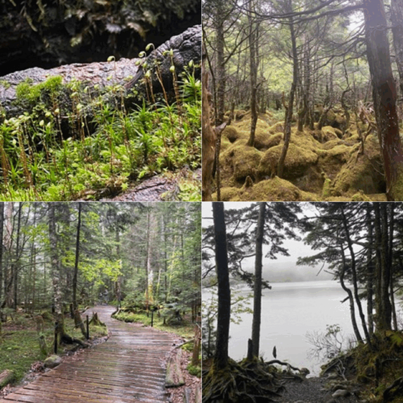 【吉川千明さん60代からの挑戦】「65歳、山はじめました。」“もののけの森”と呼ばれる北八ヶ岳でいざトレッキング！ | TRILL【トリル】