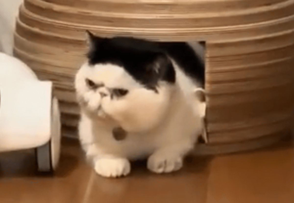 ハウスの居心地はいかに？【おちょこ、ぽのぽのだより。vol.220】 | TRILL【トリル】