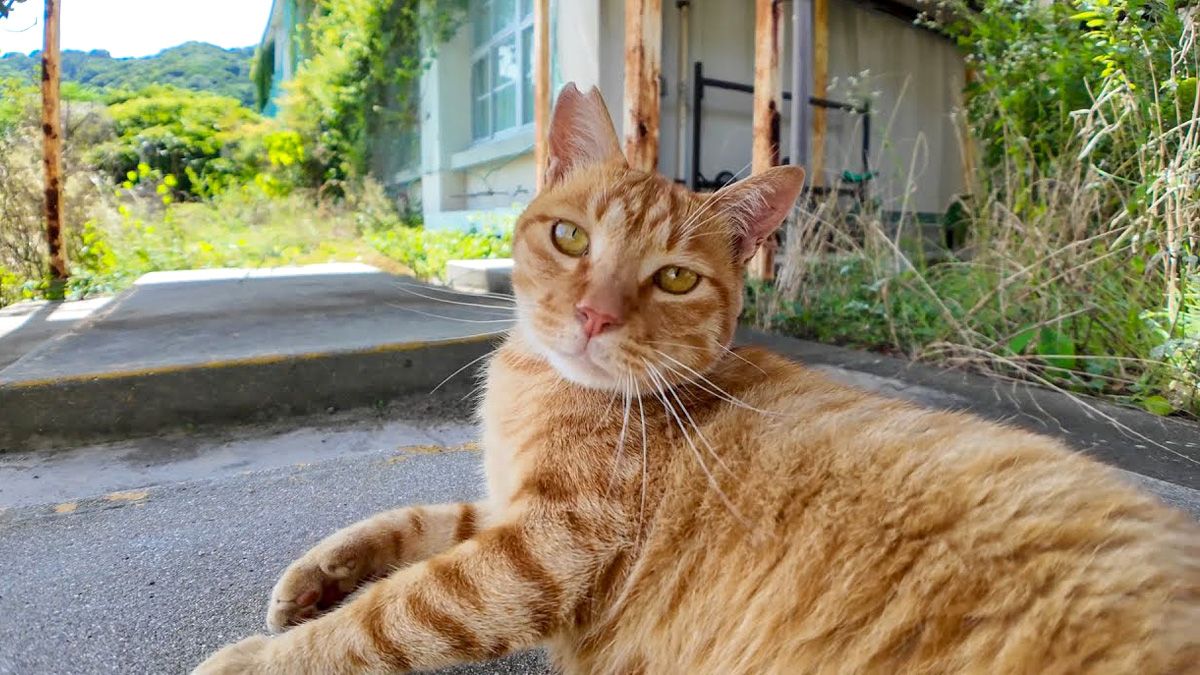 猫島の茶トラ猫小学校は癒しがいっぱい♪ 体育館裏の日陰で涼んでいた猫さんが可愛すぎる♡ | TRILL【トリル】