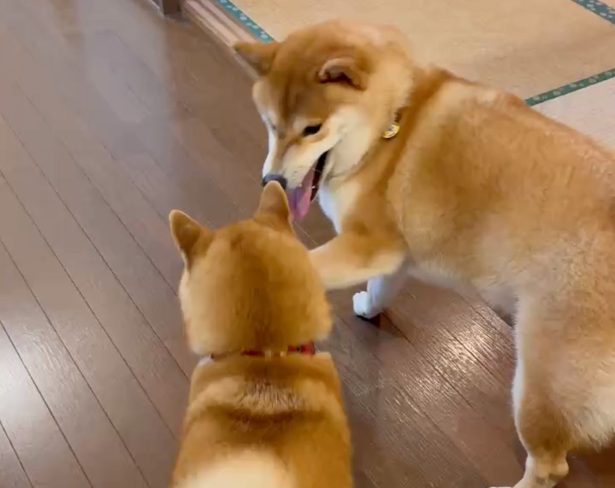 ハルくん、ルル姉ちゃんとワンプロ。 | TRILL【トリル】