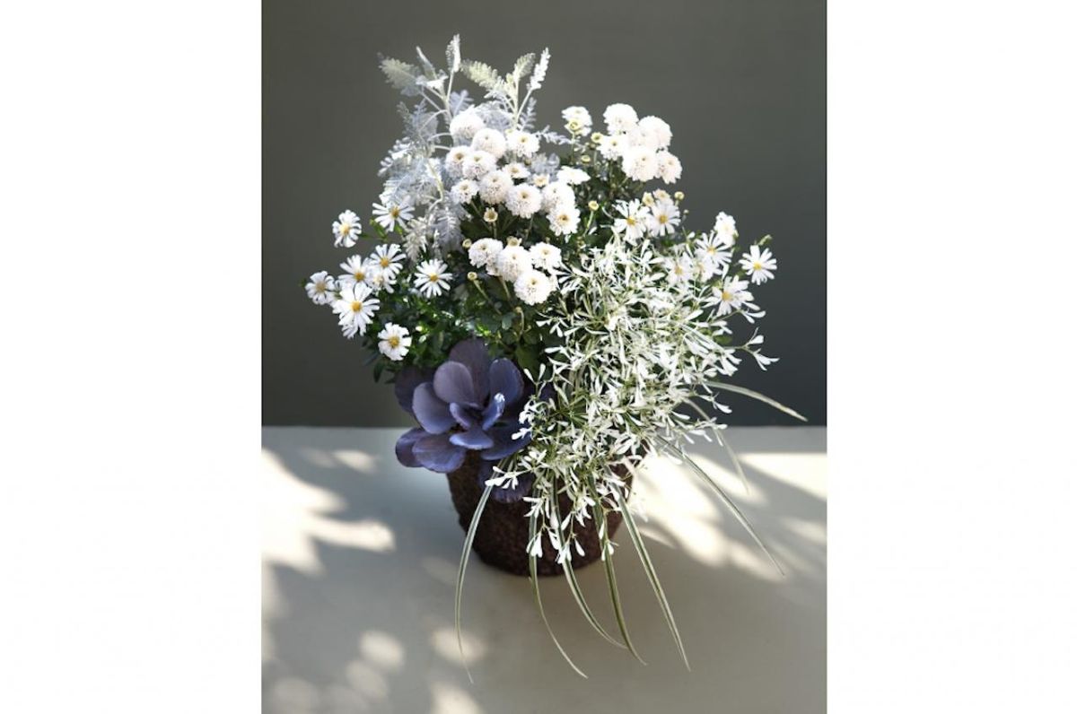 【ガーデニング】9〜10月に作りたい！【白いマムの寄せ植え】植えつけプロセスも公開 | TRILL【トリル】