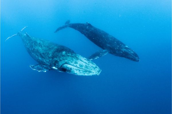 【世界初】クジラと「20分間の会話」に成功した研究、「地球外生命とのコンタクトに役立つ」 | TRILL【トリル】