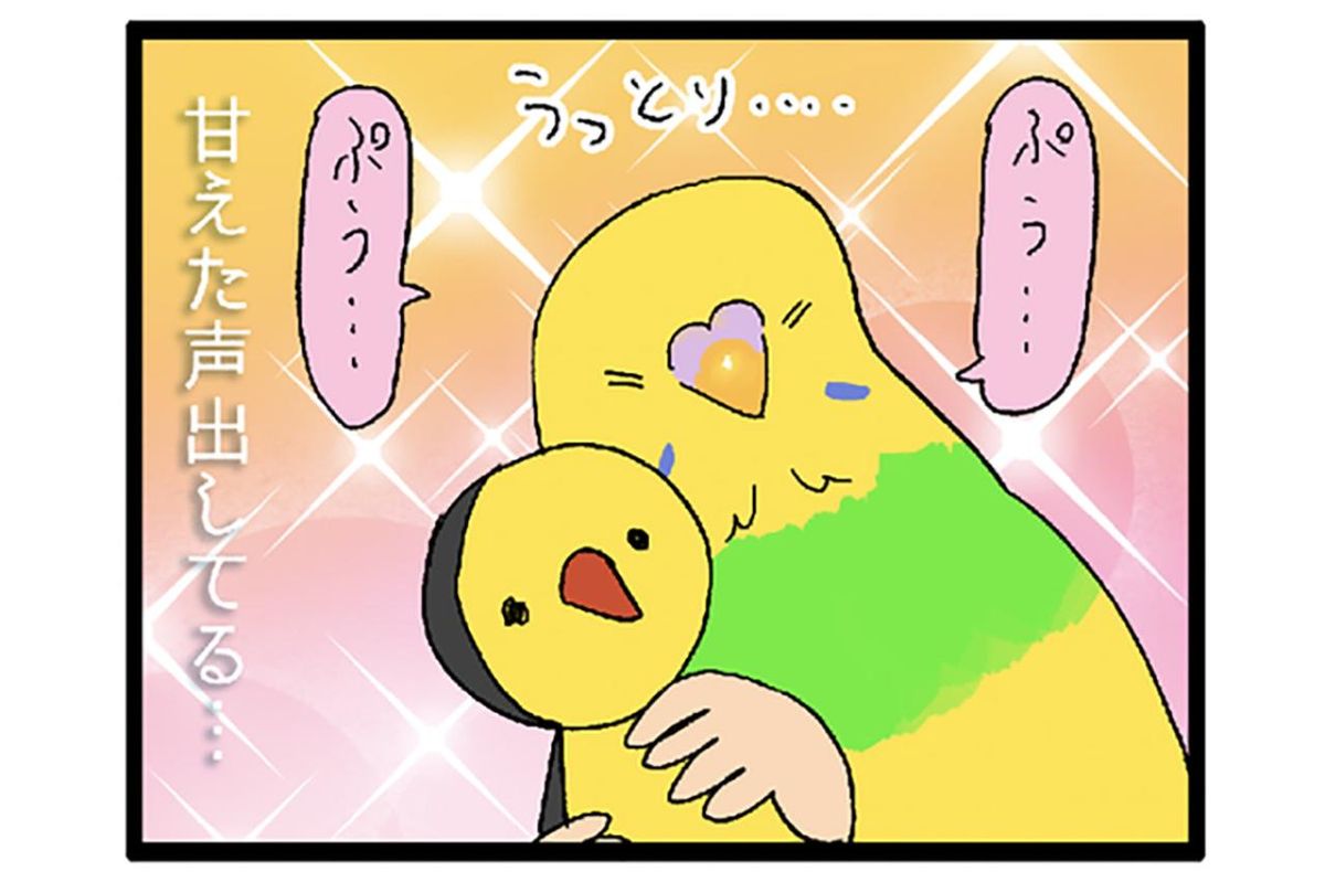 甘えん坊インコの「ぷぅ…」に撃沈！かわいさで心を奪われる日常【鳥マンガ＃113】 | TRILL【トリル】