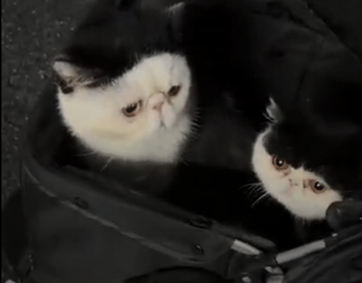 道案内もお手のもの。【おちょこ、ぽのぽのだより。vol.222】 | TRILL【トリル】